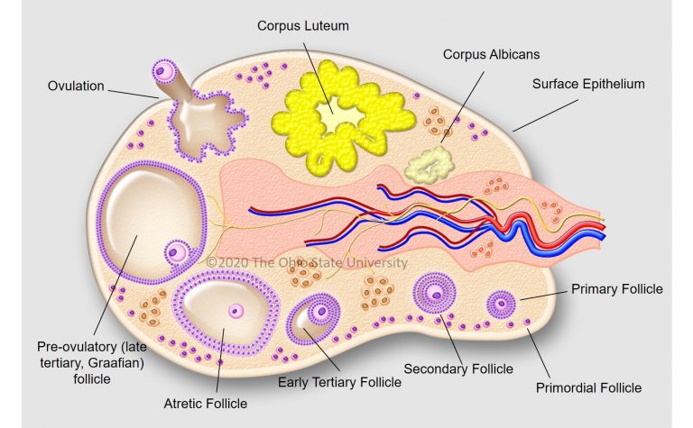 The Ovary Veterinary Histology