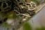 1.4 Invasive Species Burmese Python (Python bivittatus) and its Effect ...